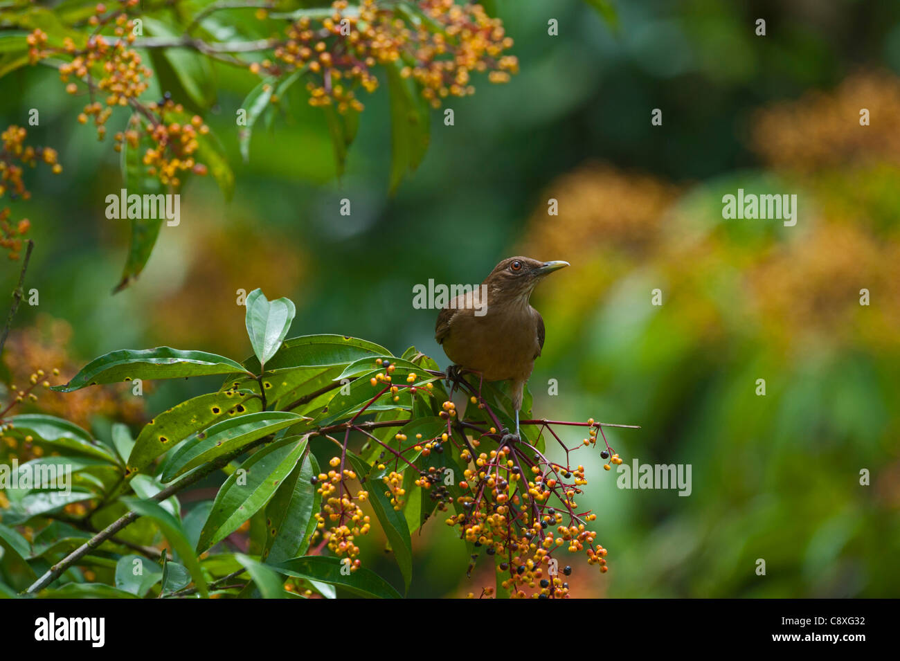 Clay-coloured Robin Turdus grayi La Selva Costa Rica Stock Photo - Alamy