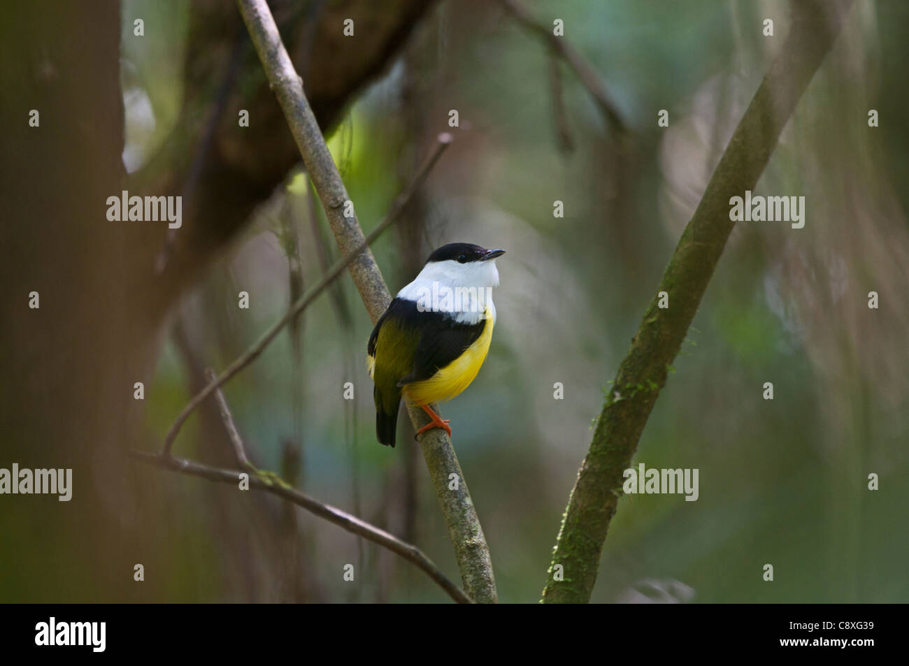 White-collared Manakin Manacus candei displaying at lek La Selva Costa ...