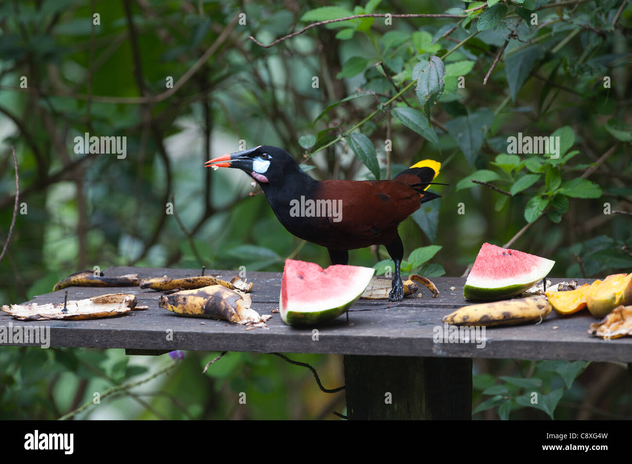Montezuma Oropendola Psarocolius montezuma Costa Rica Stock Photo - Alamy