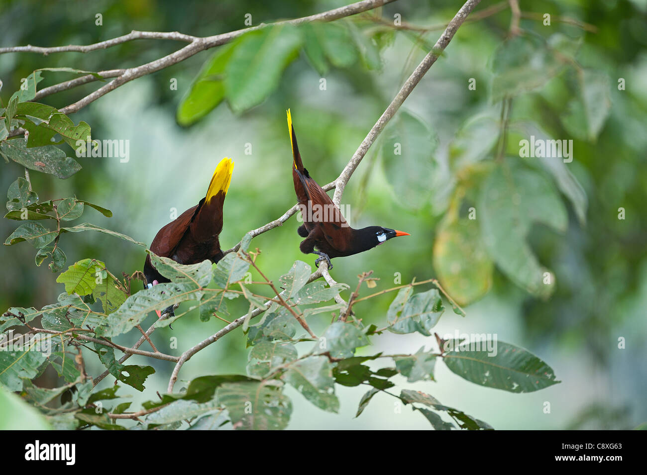 Montezuma oropendola hi-res stock photography and images - Alamy