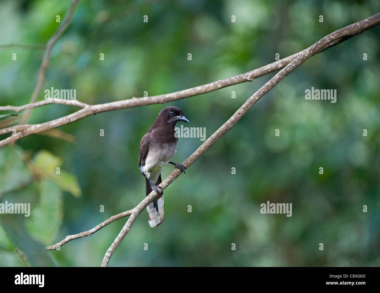 Brown Jay Cyanocorax morio Costa Rica Stock Photo - Alamy
