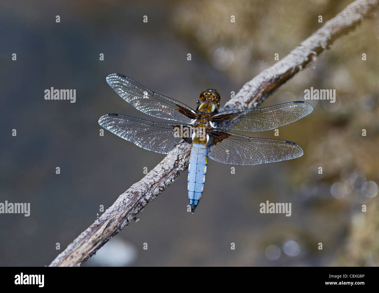 Broad bodied libellula depressa male norfolk hi-res stock photography ...