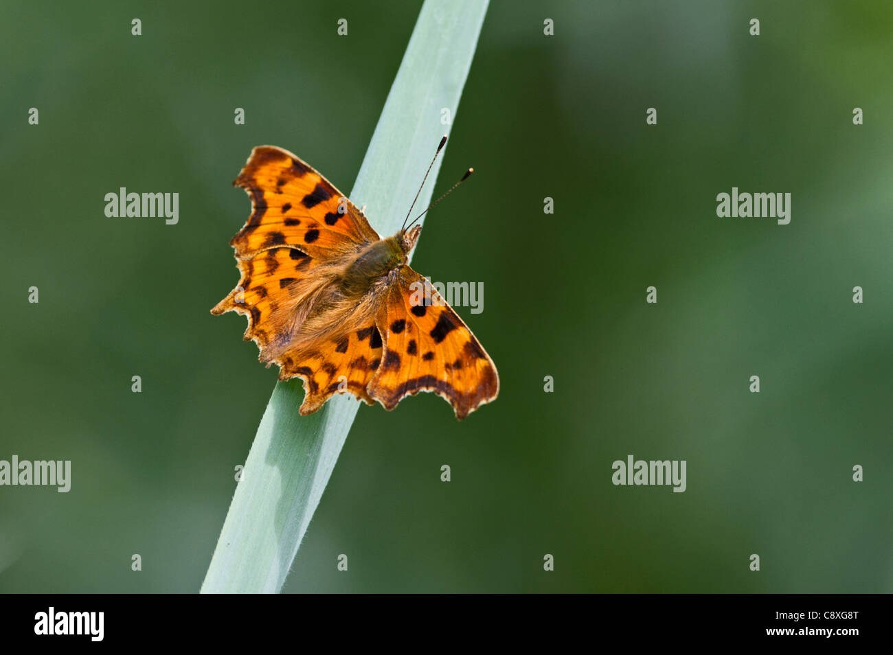 Comma butterfly uk hi-res stock photography and images - Alamy