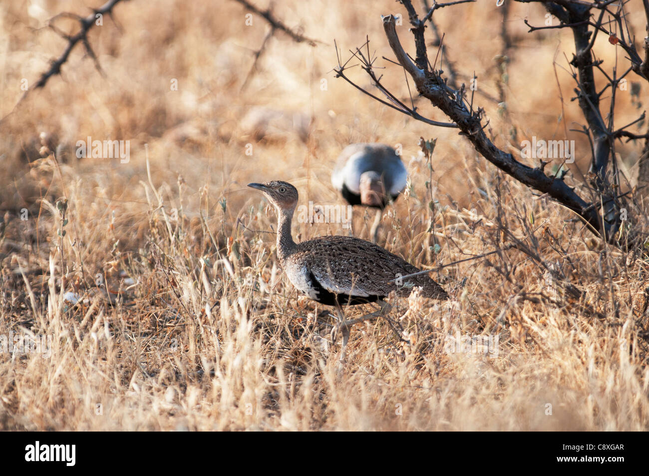 Buff-crested Bustard Eupodotis gindlana male displaying to female ...