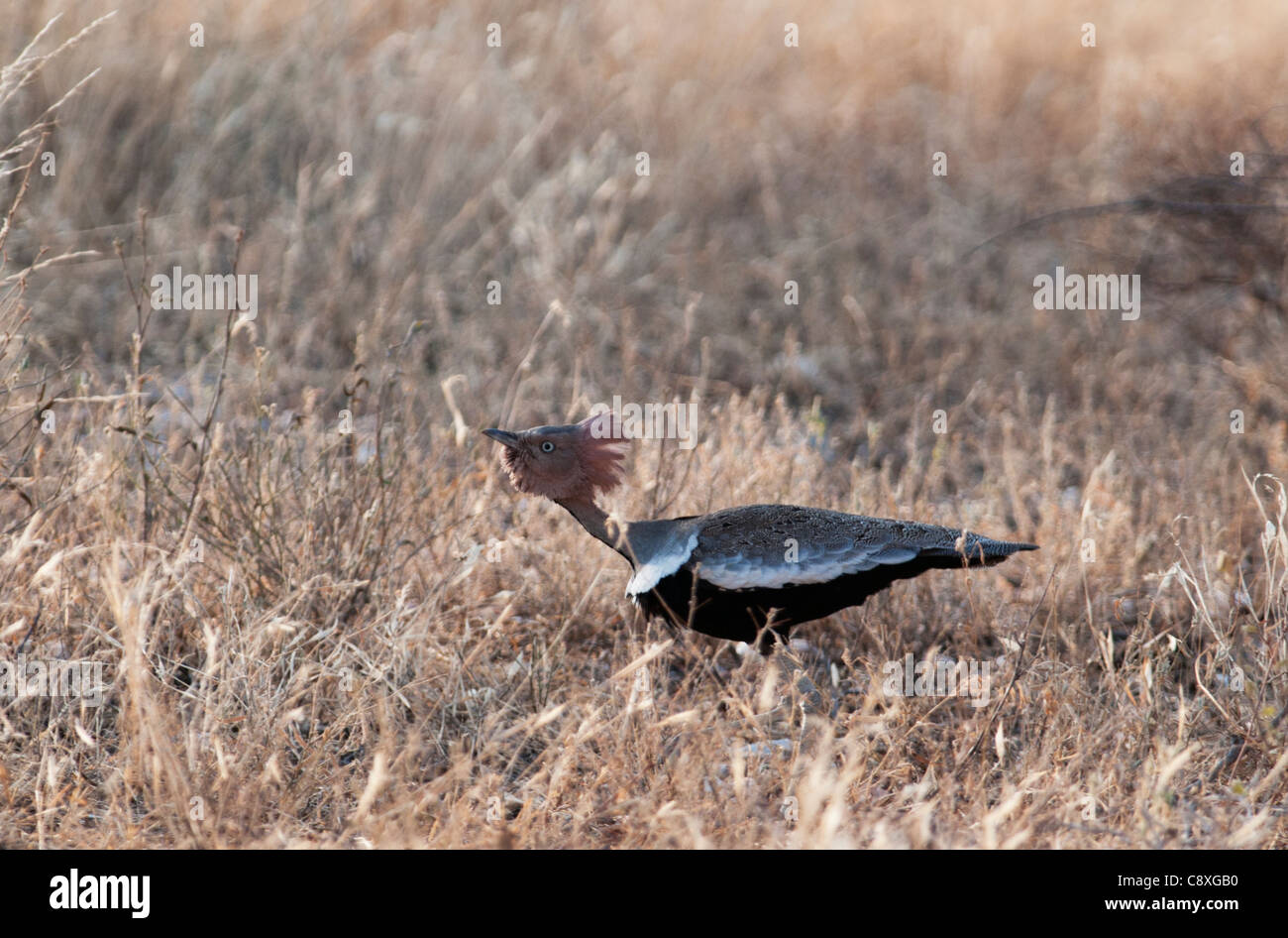 Buff-crested Bustard Eupodotis gindlana male displaying to female ...
