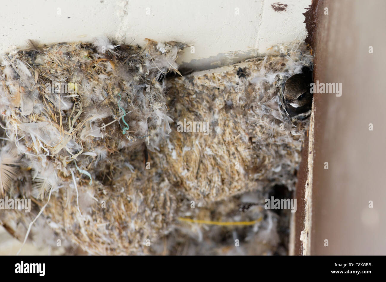 Little swift apus affinis nests hi-res stock photography and images - Alamy