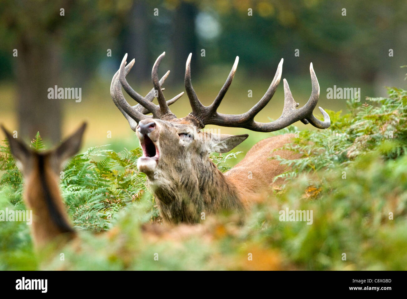 Red deer rutting Stock Photo - Alamy