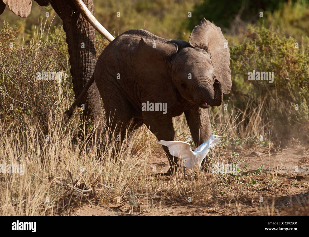 Young Elephant chasing a Cattle Egret at Samburu Kenya Stock Photo - Alamy