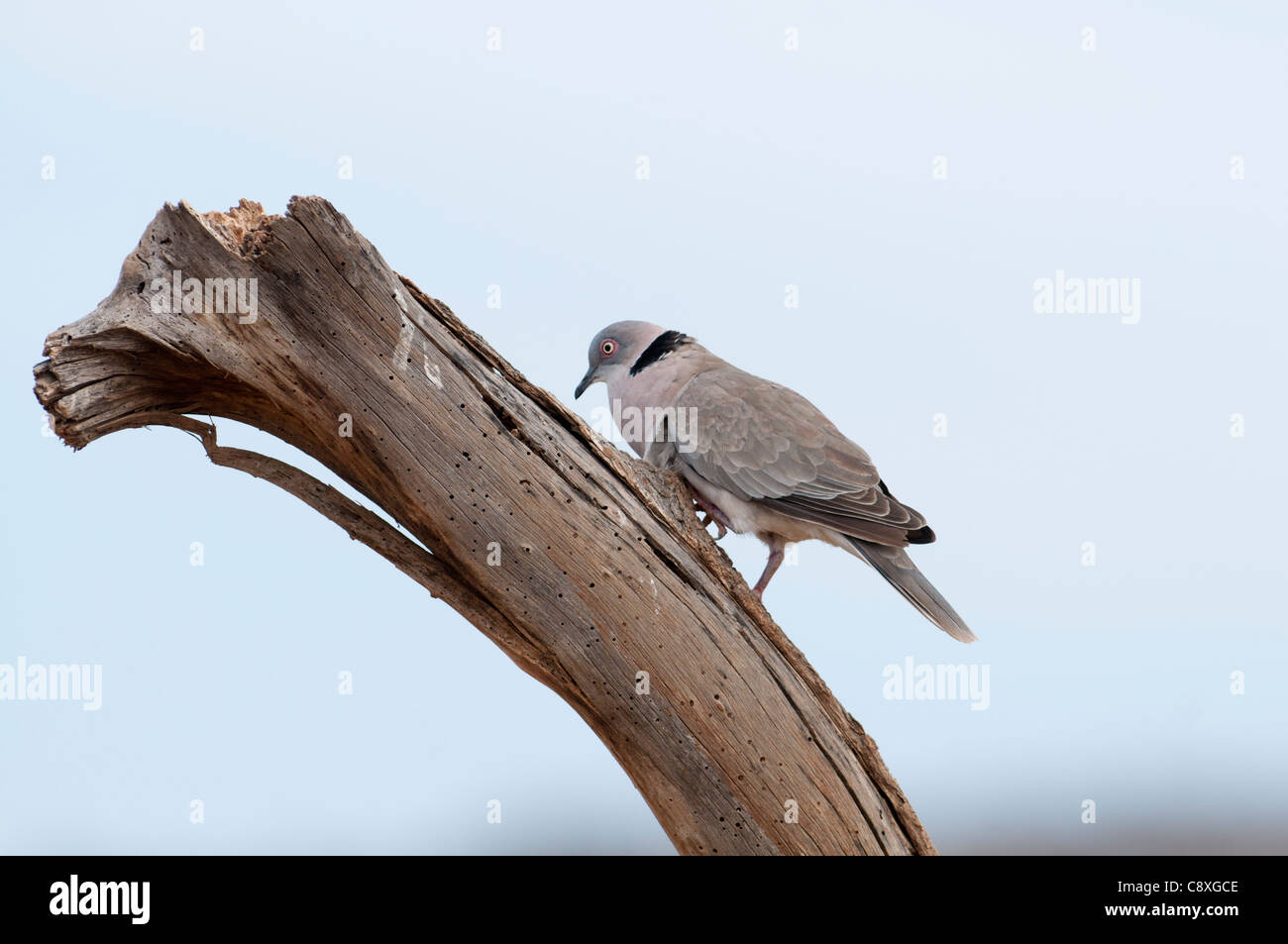 African Mourning Dove Streptopelia decipiens Kenya East Africa Stock ...