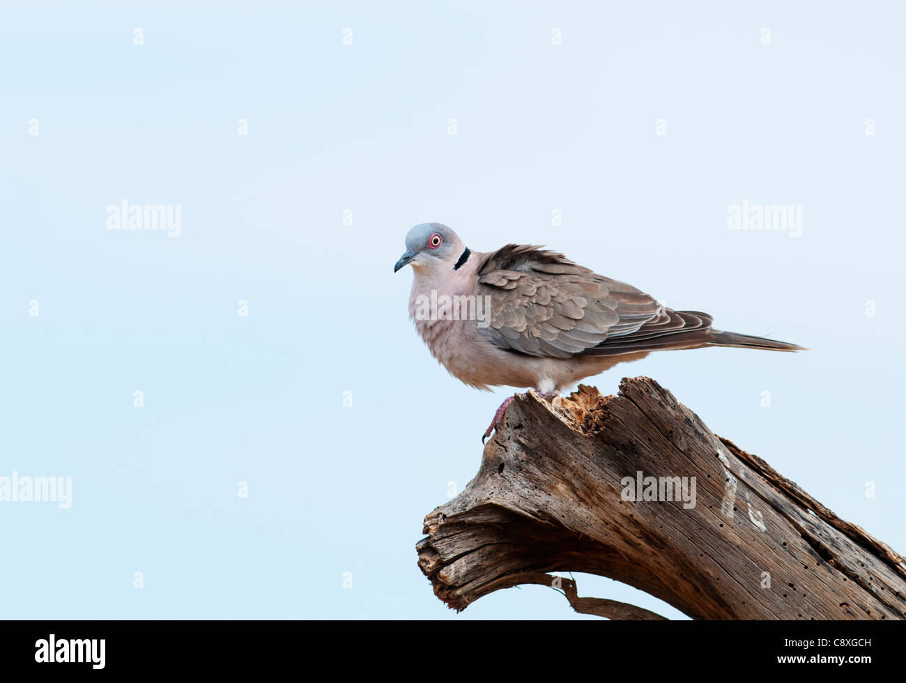 African Mourning Dove Streptopelia decipiens Kenya East Africa Stock ...