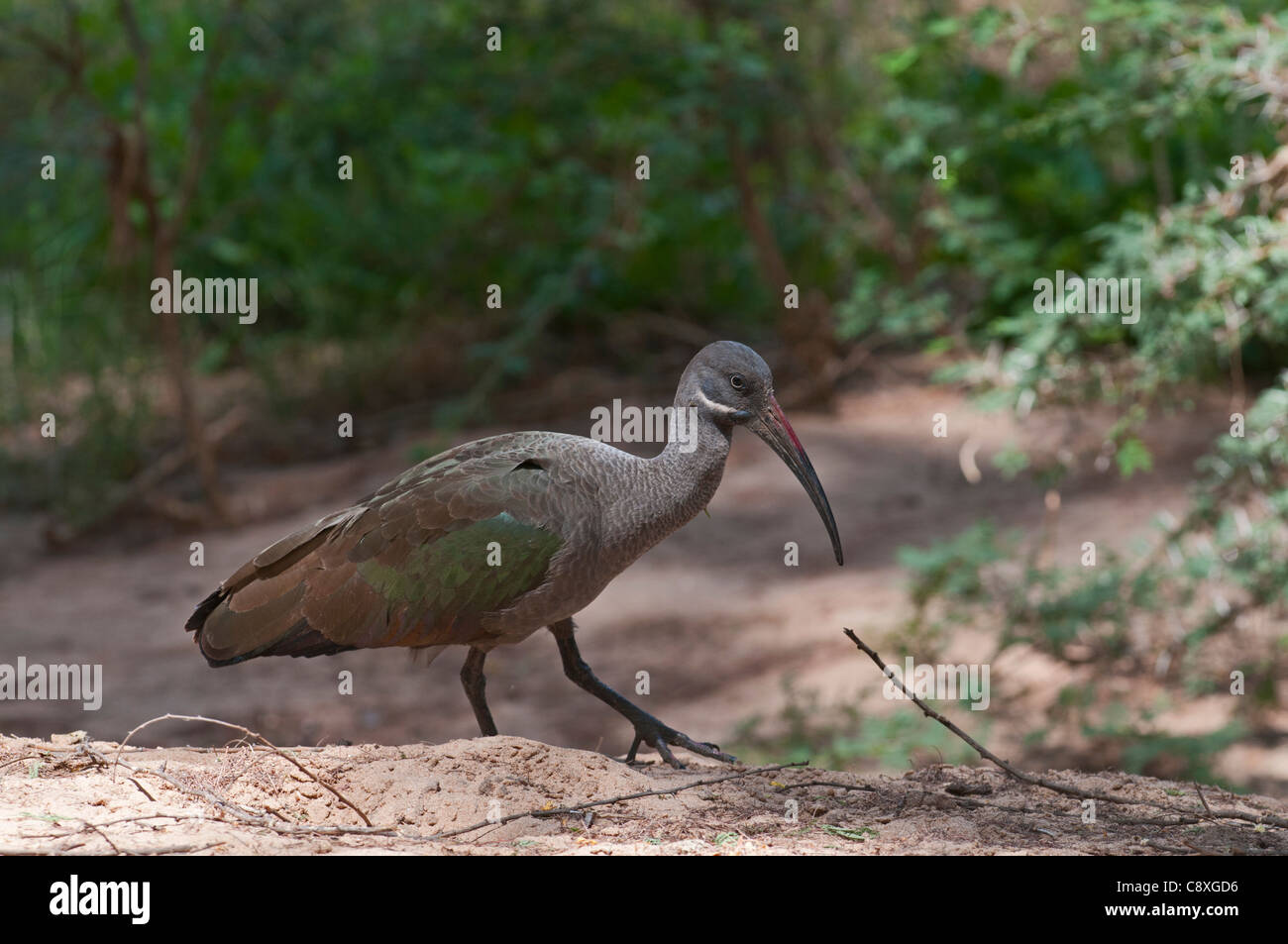 Hadada Ibis Bostrychia hagedash Samburu Kenya Stock Photo - Alamy