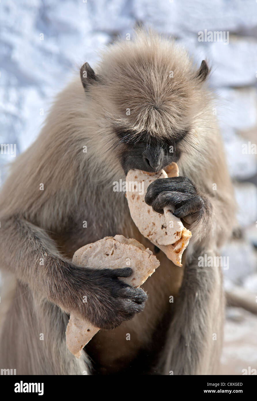 Gray langur monkey eating a chapati (indian bread). Pushkar. Rajasthan ...