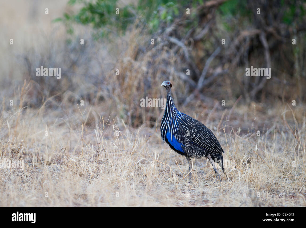 Vulturine hi-res stock photography and images - Alamy
