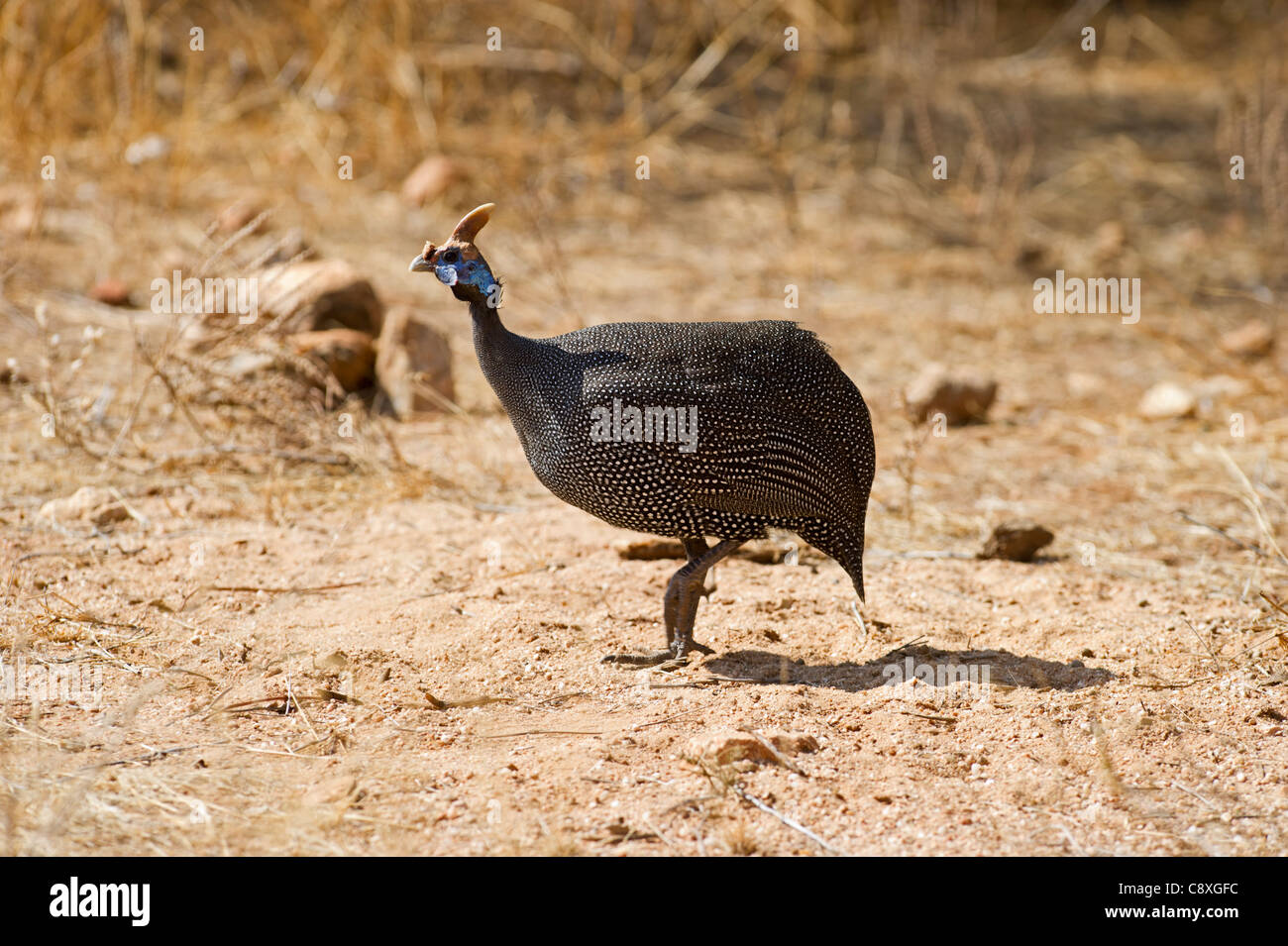 Helmeted Guineafowl Numida meleagris Samburu Kenya Stock Photo - Alamy