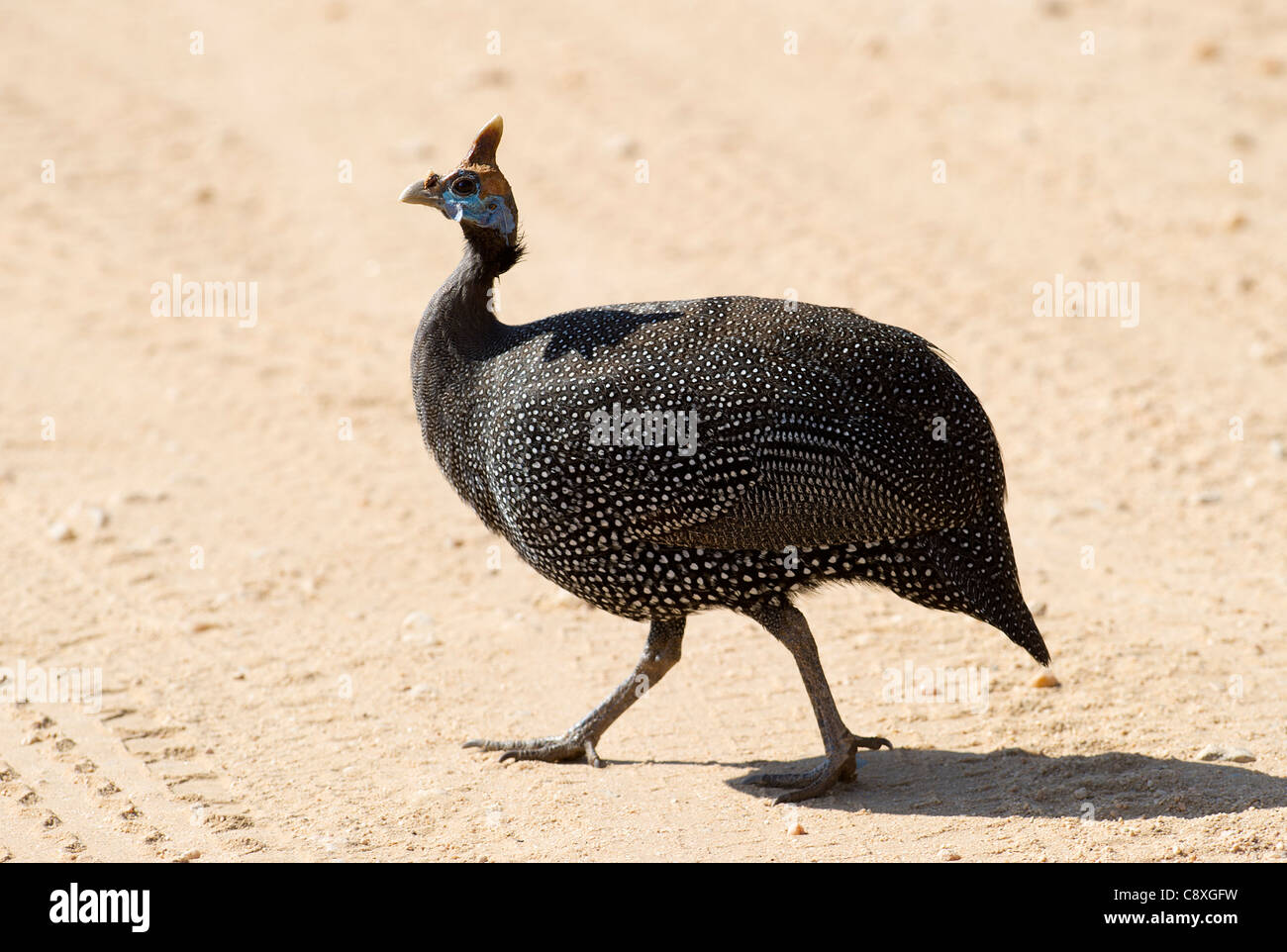 Guineafowl hi-res stock photography and images - Alamy