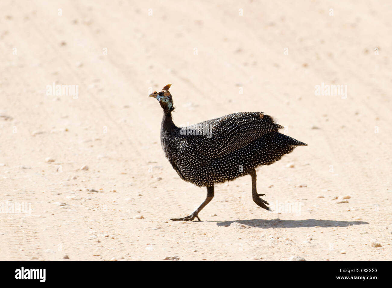 Helmeted Guineafowl Numida meleagris Samburu Kenya Stock Photo - Alamy
