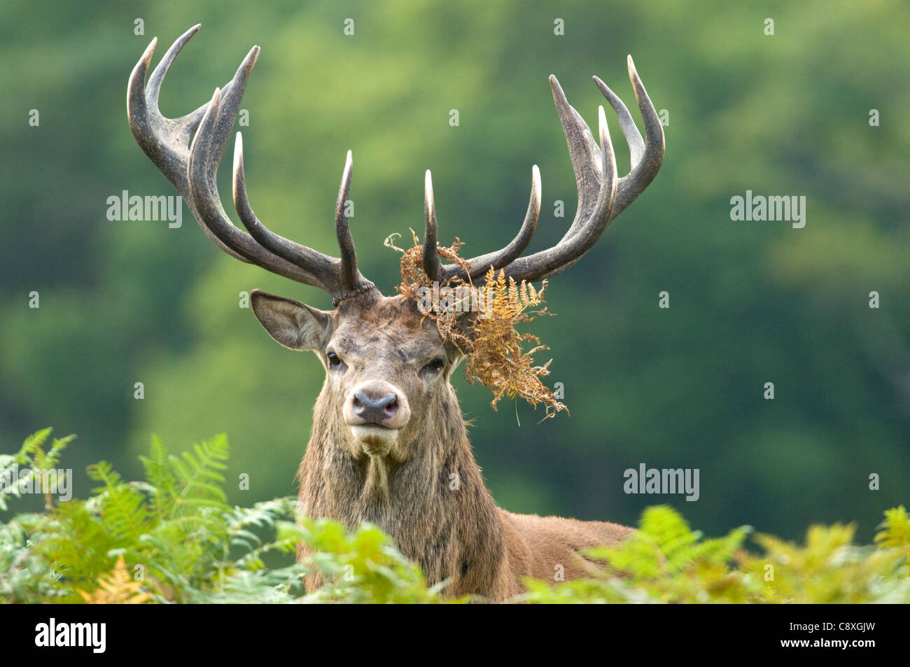 Red deer rutting Stock Photo - Alamy