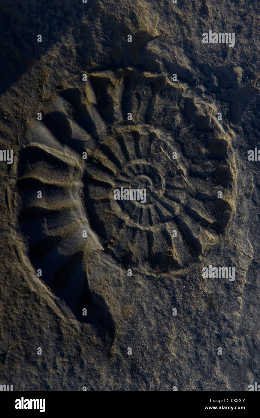 Fossils, ammonite, in rocks on the beach at Kilve in Somerset Stock ...