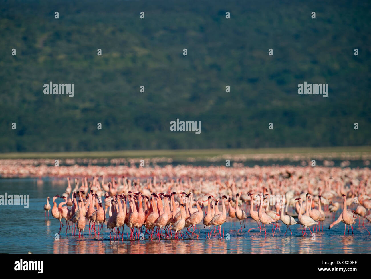 Lesser Flamingos Phoenicopterus minor on Lake Nakuru Kenya Stock Photo ...