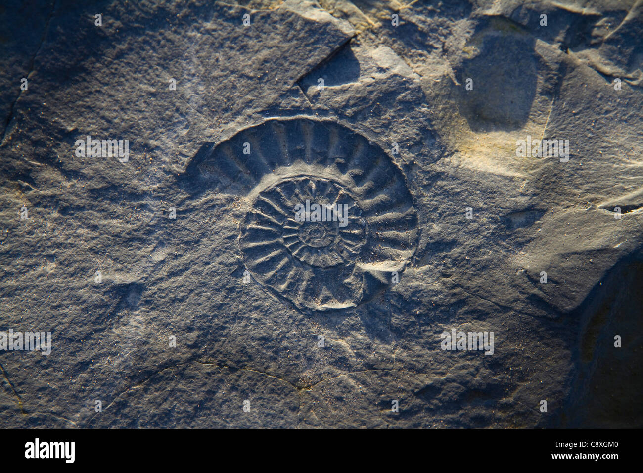 Fossils, ammonite, in rocks at Kilve beach in Somerset Stock Photo ...