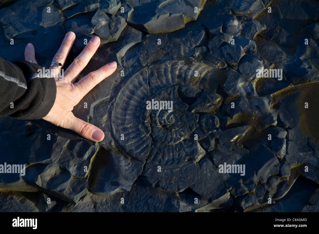 Ammonite Fossil Hand High Resolution Stock Photography and Images - Alamy