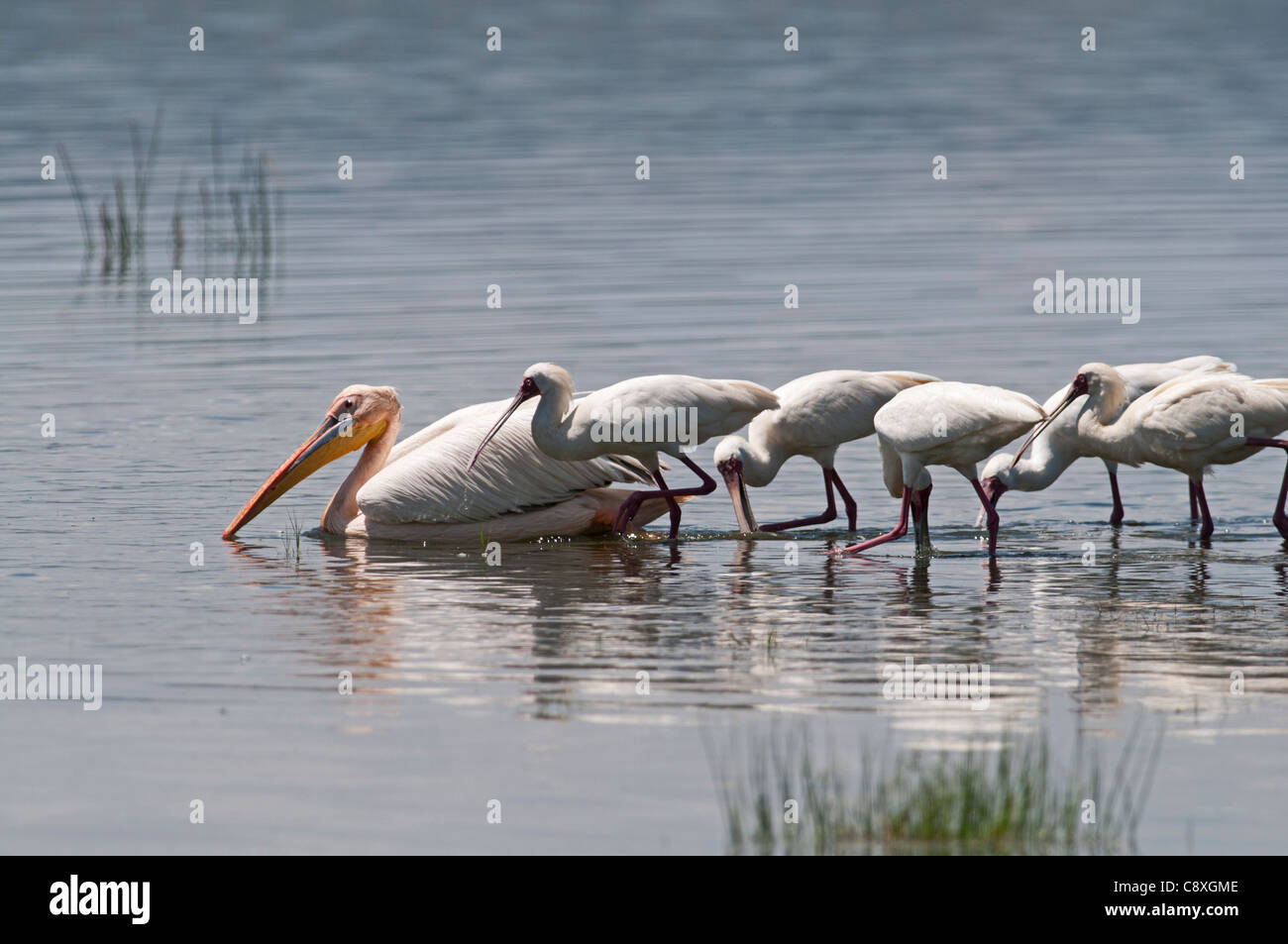 Pelican feeding hi-res stock photography and images - Alamy