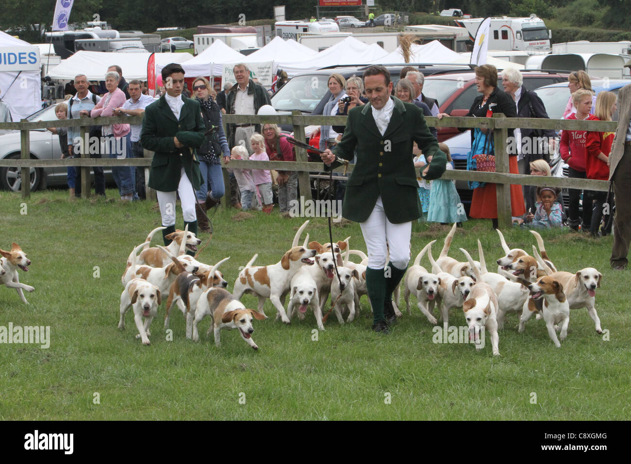 Meon valley beagles hi-res stock photography and images - Alamy