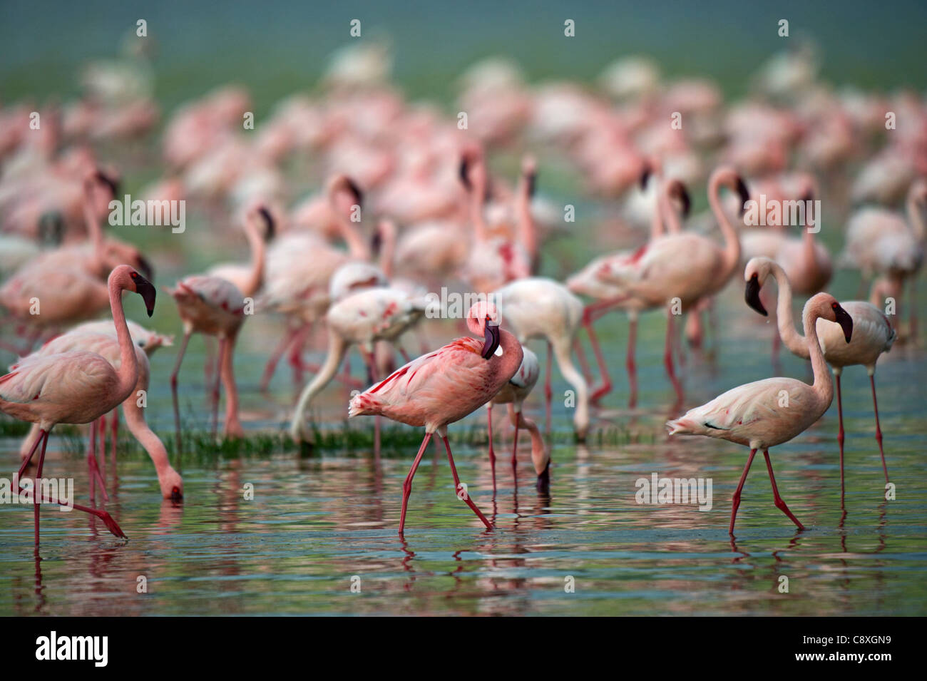 Lesser Flamingos Phoenicopterus minor on Lake Nakuru Kenya Stock Photo ...