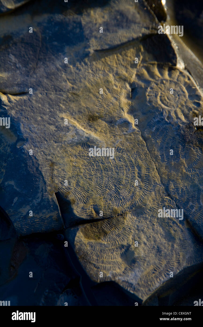 Fossils, including an ammonite, in rocks on the beach at Kilve beach in ...
