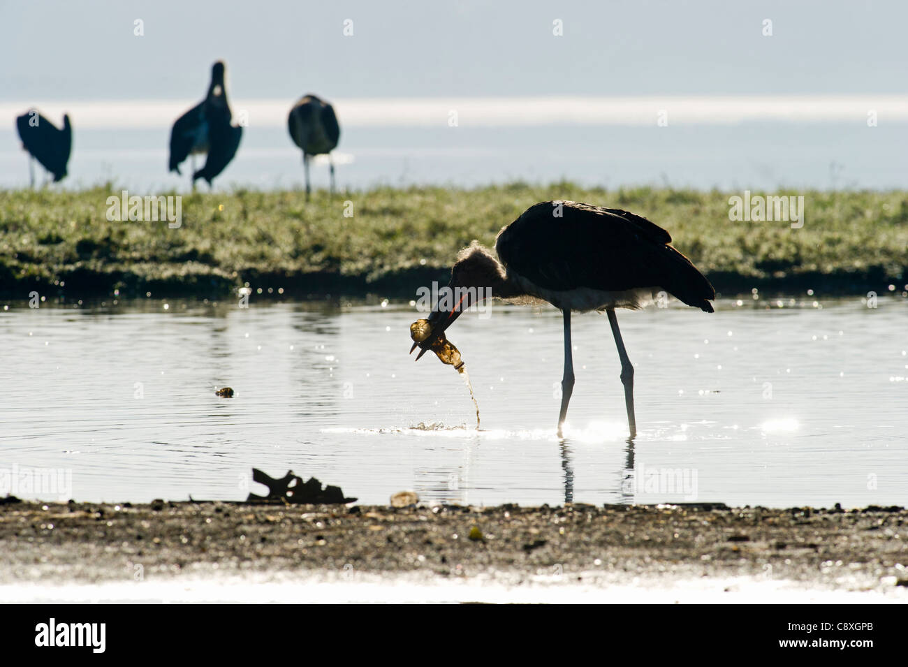 Plastic stork hi-res stock photography and images - Alamy
