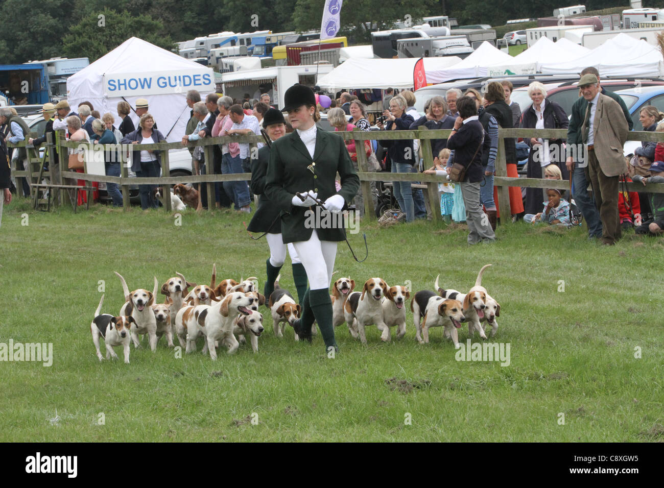 Hunting beagles hi-res stock photography and images - Alamy