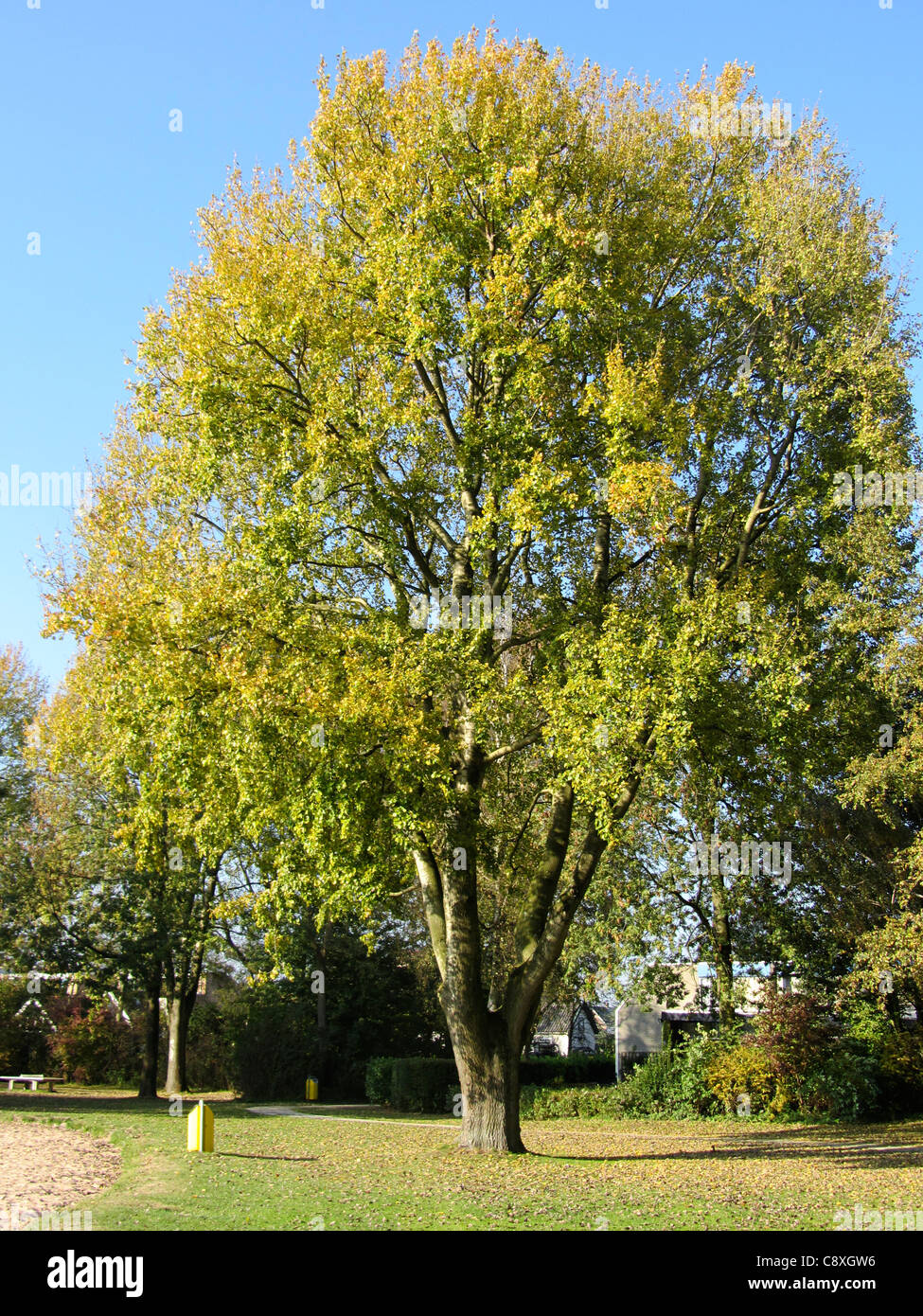 Populus sp hi-res stock photography and images - Alamy