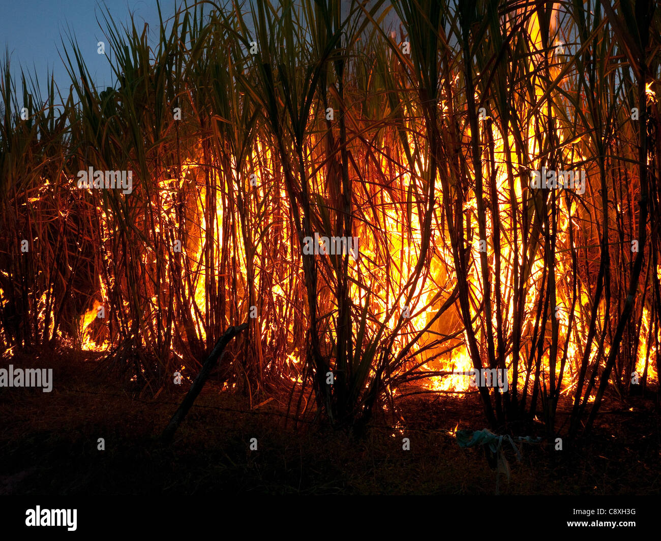 Sugarcane field hi-res stock photography and images - Alamy