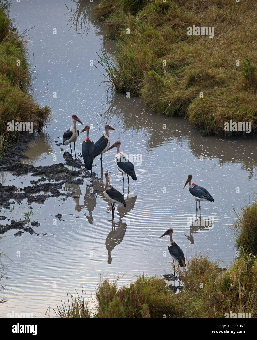 Marabou storks kenya hi-res stock photography and images - Alamy