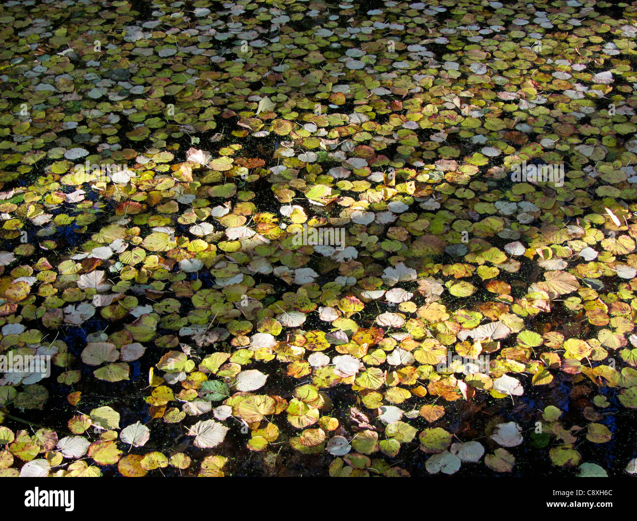 Autumn leaves over water hi-res stock photography and images - Alamy