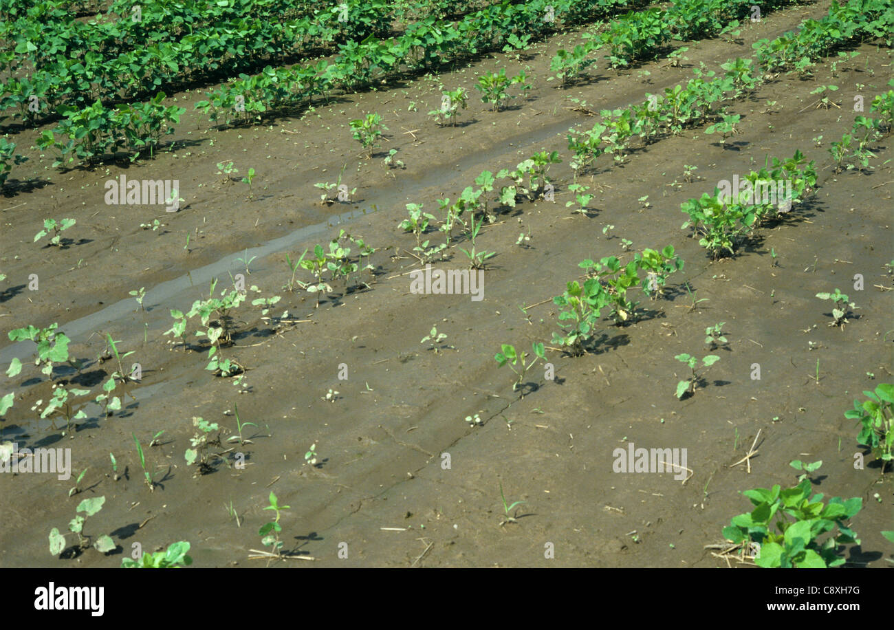 Young soybean crop severely affected by heavy rain, Mississipi, USA ...