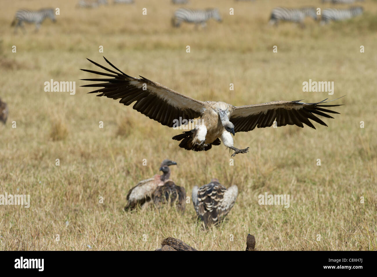 African White-backed Vulture Gyps africanus Masai Mara Kenya Stock ...
