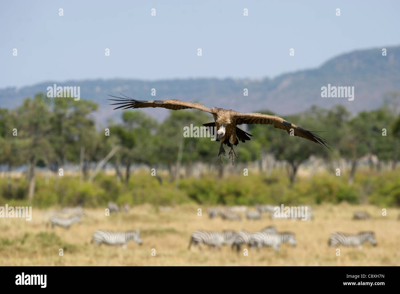 African Vulture Flying High Resolution Stock Photography and Images - Alamy