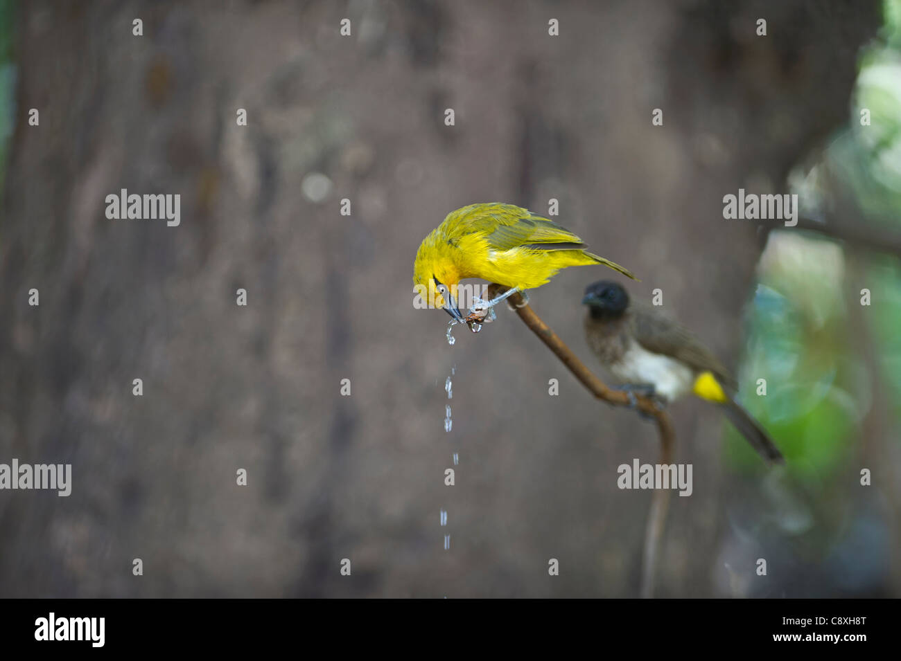 Spectacled Weaver Ploceus ocularis Masai Mara Kenya Stock Photo - Alamy