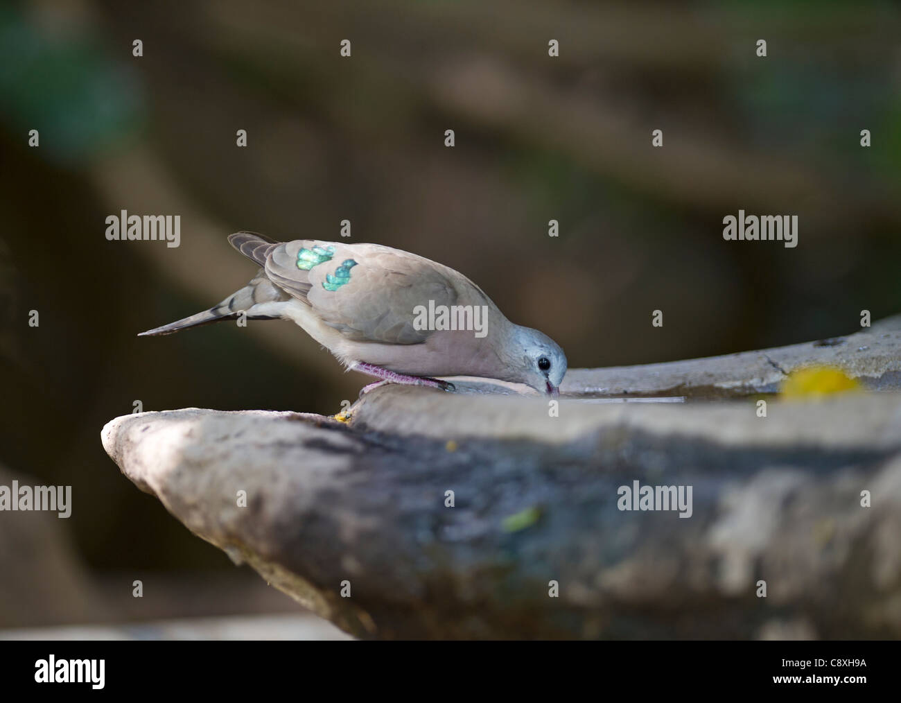 Emerald-spotted Wood Dove Turtur chalcospilos Masai Mara Kenya Stock ...
