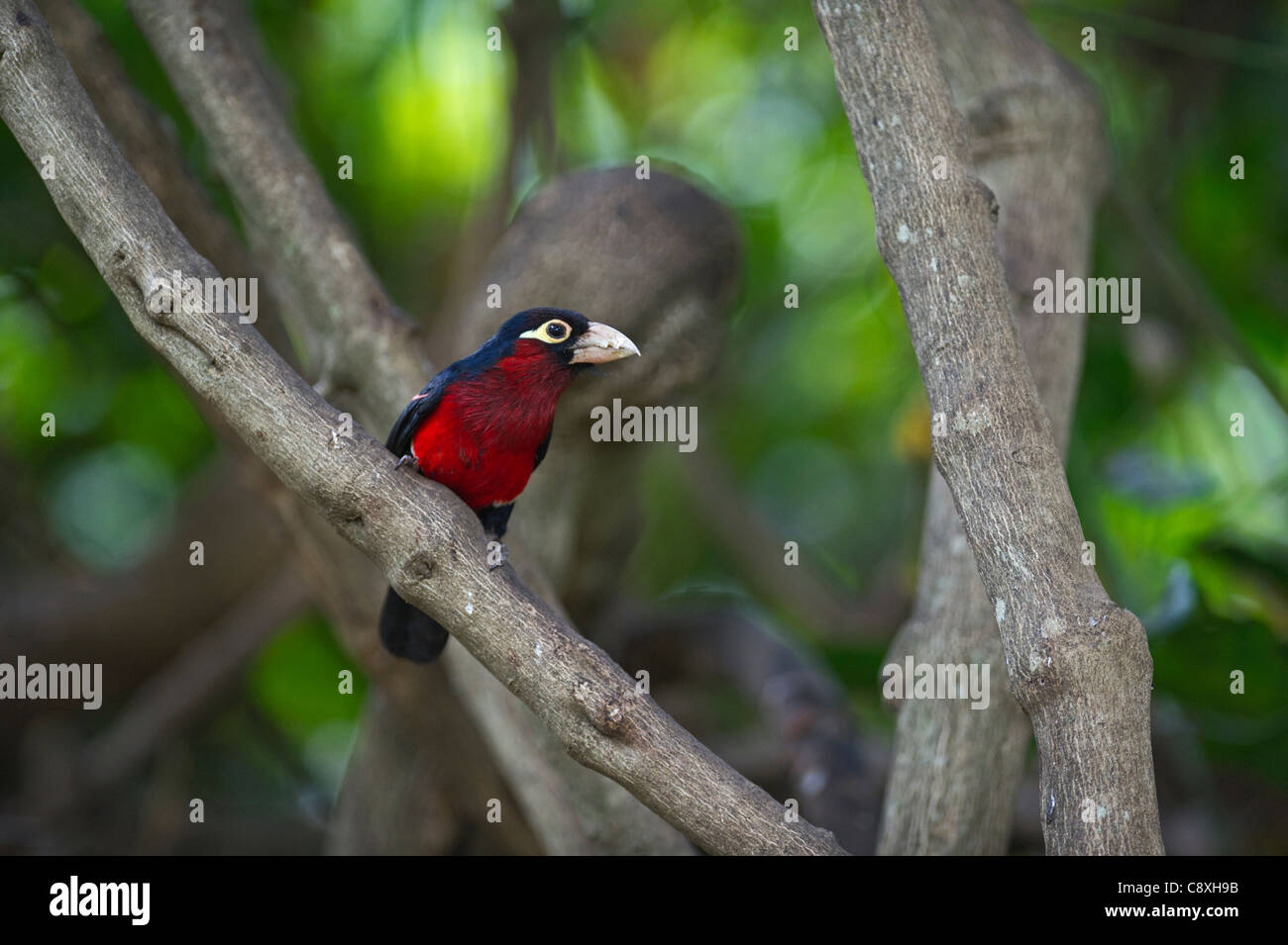 Double-toothed Barbet Lybius bidentatus Masai Mara Kenya Stock Photo ...