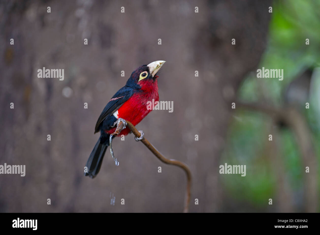 Double-toothed Barbet Lybius bidentatus Masai Mara Kenya Stock Photo ...