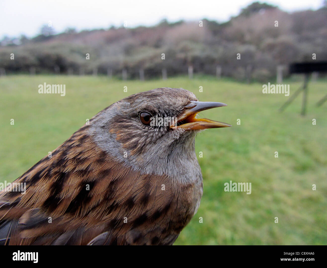 Head of a Hedge Accentor (Prunella modularis), Westenschouwen, Holland ...