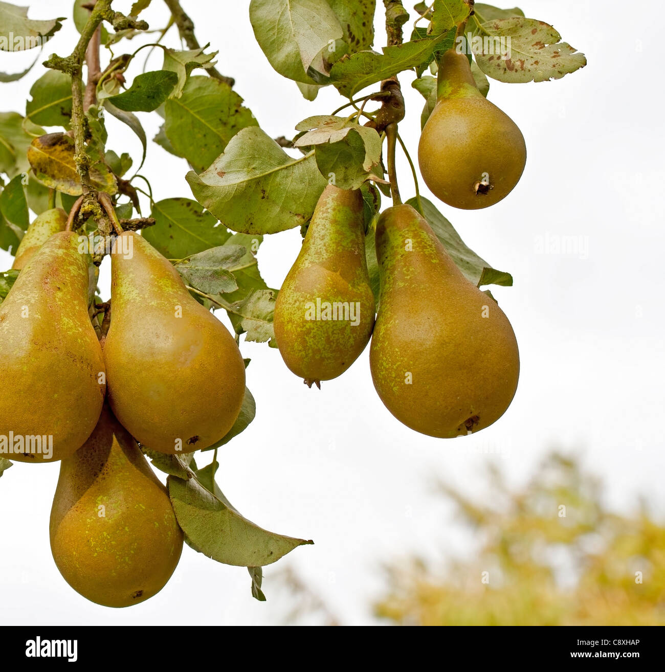 Pears on a tree Stock Photo - Alamy
