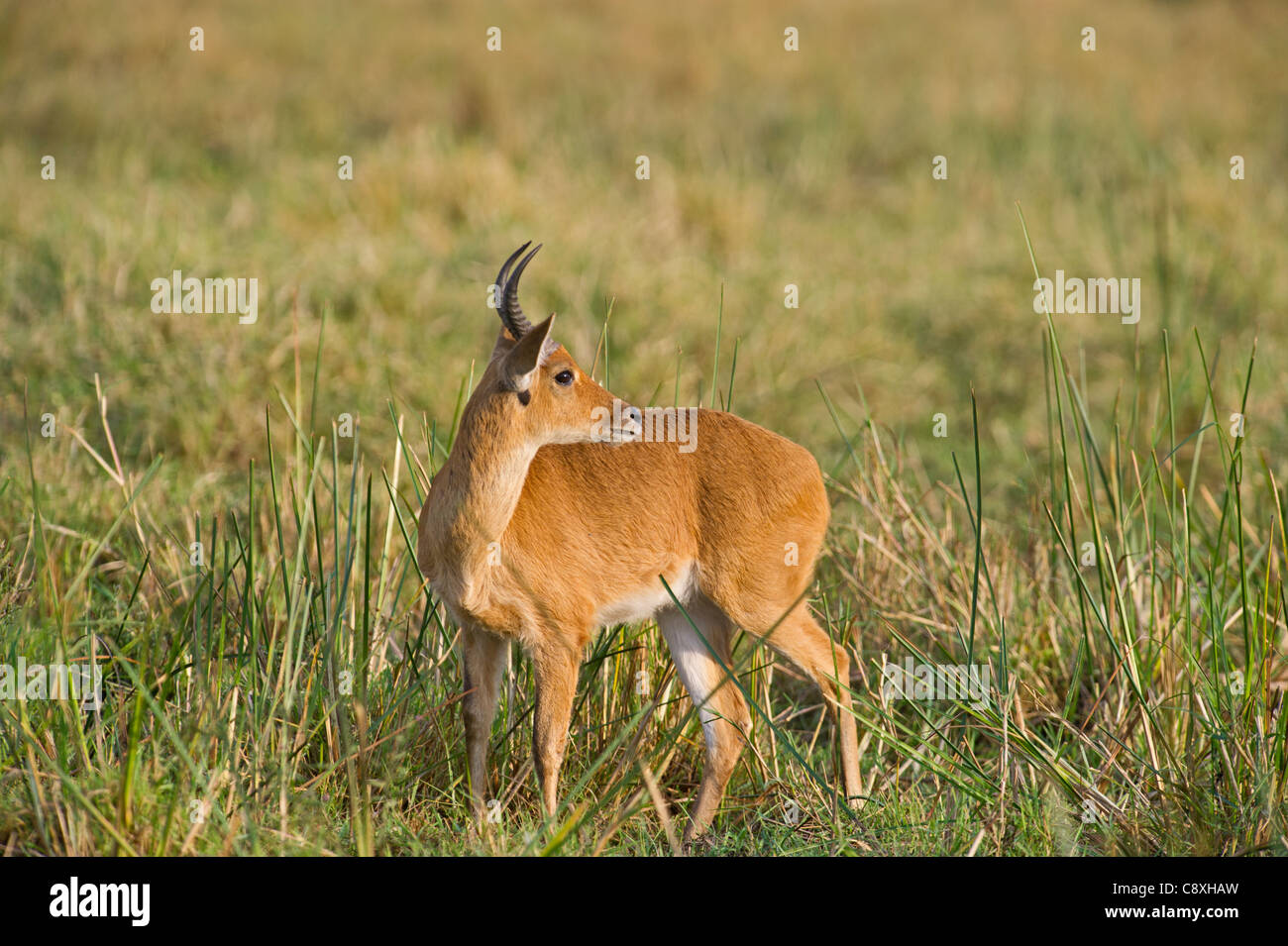 Bohor Reedbuck Redunca redunca Masai Mara Kenya Stock Photo - Alamy