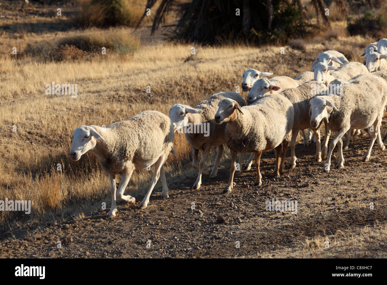 Flock of sheep in southern Spain Stock Photo - Alamy