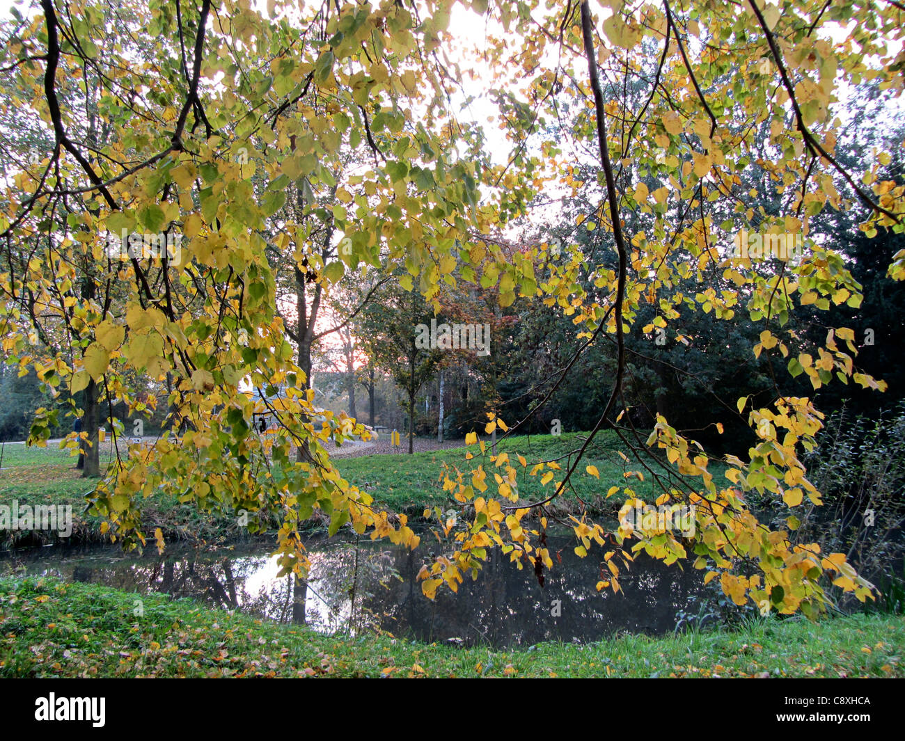 Yellow autumn leaves of a Lime tree (Tilia sp.), Alblasserdam, Holland ...