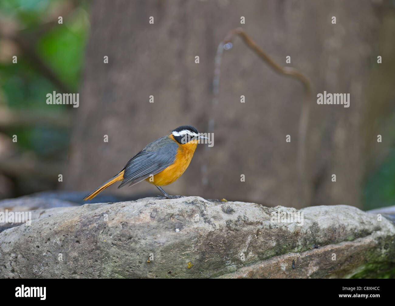 White browed robin chat hi-res stock photography and images - Alamy