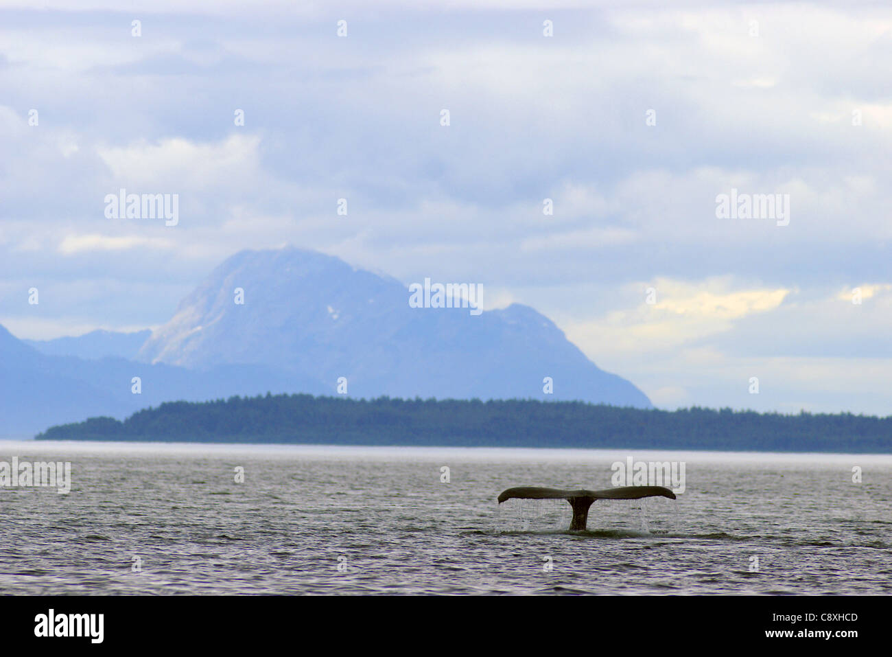 Tail of a humpback whale, Point Adolphus, outside Glacier Bay National ...