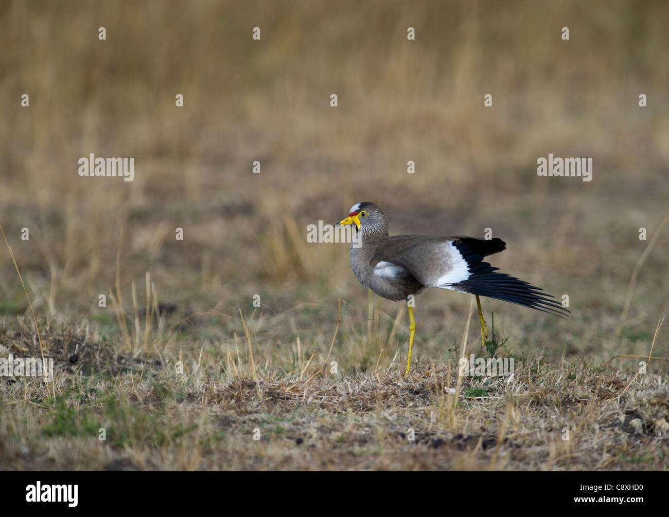 African wattled lapwing plover hi-res stock photography and images - Alamy